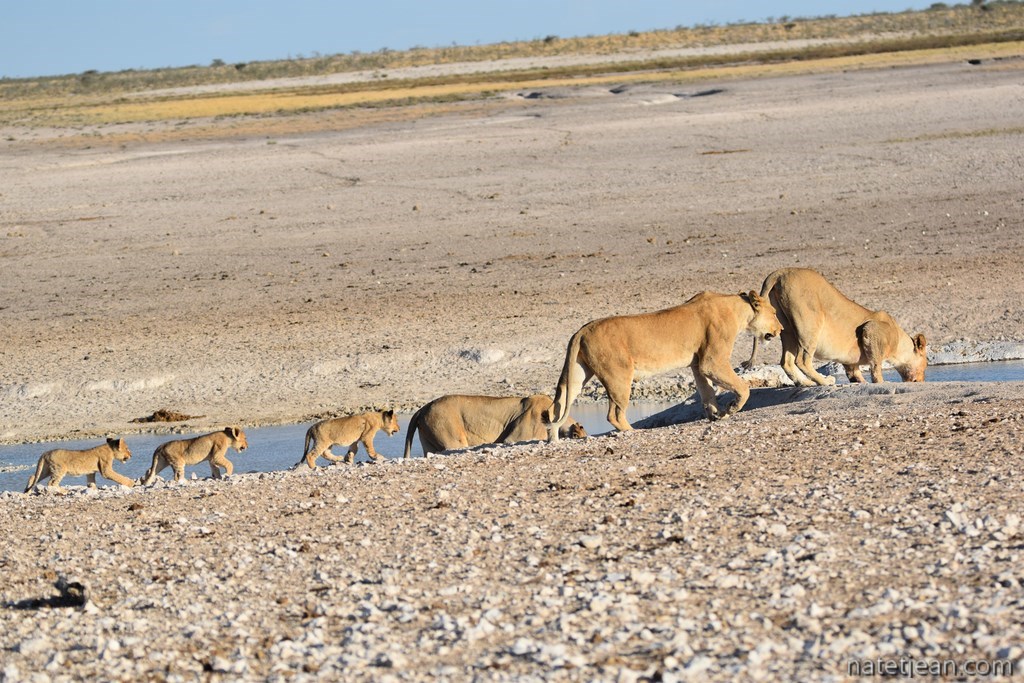 270-Nam- Etosha NP 144.JPG